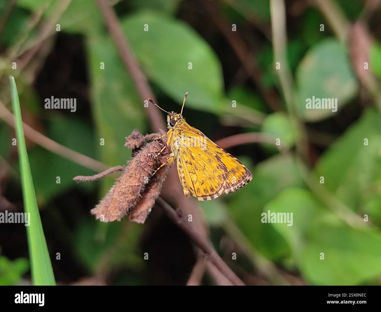 Common Bush Hopper (Ampittia dioscorides), Insecta, Njaliankuzhi ...