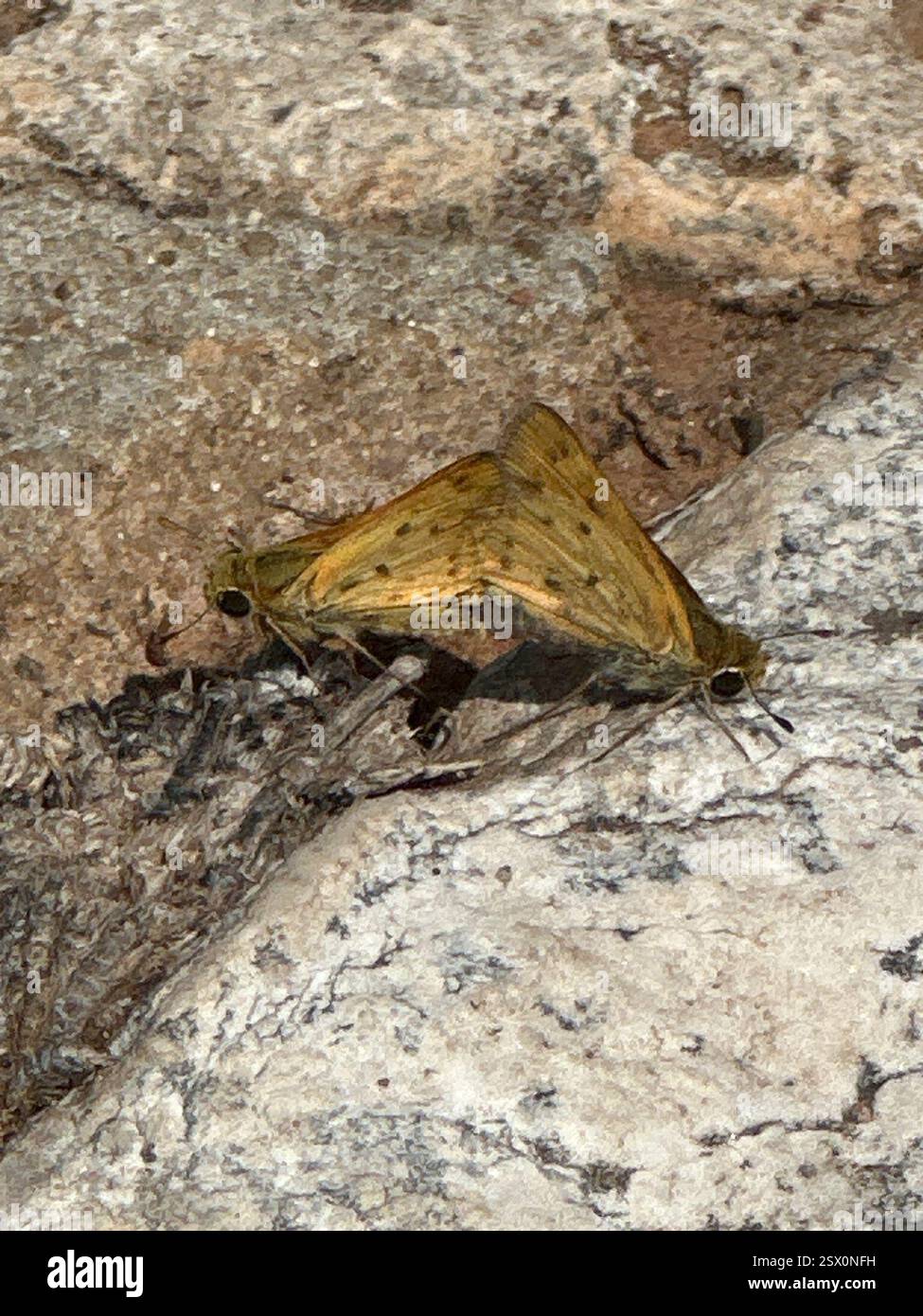 Fiery Skipper (Hylephila phyleus), Insecta, Boiling Springs State Park ...