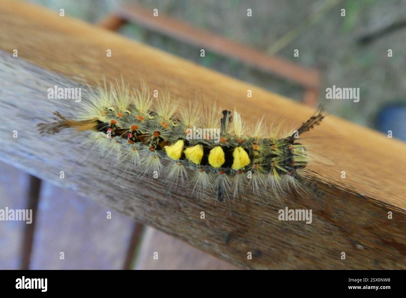 Rusty Tussock Moth (Orgyia antiqua), Insecta, South Heale Cottage ...