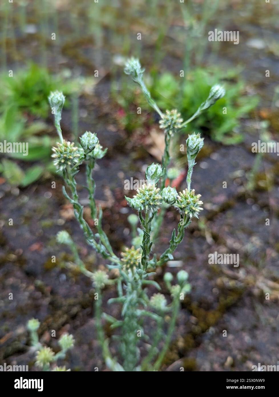 Common Cudweed (Filago germanica), Plantae, Lingwood, Norwich NR13 4ET ...