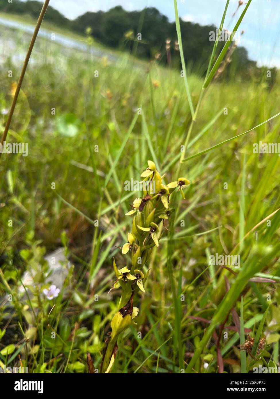 Waterspider Bog Orchid (Habenaria repens), Plantae, Florida, US Stock ...