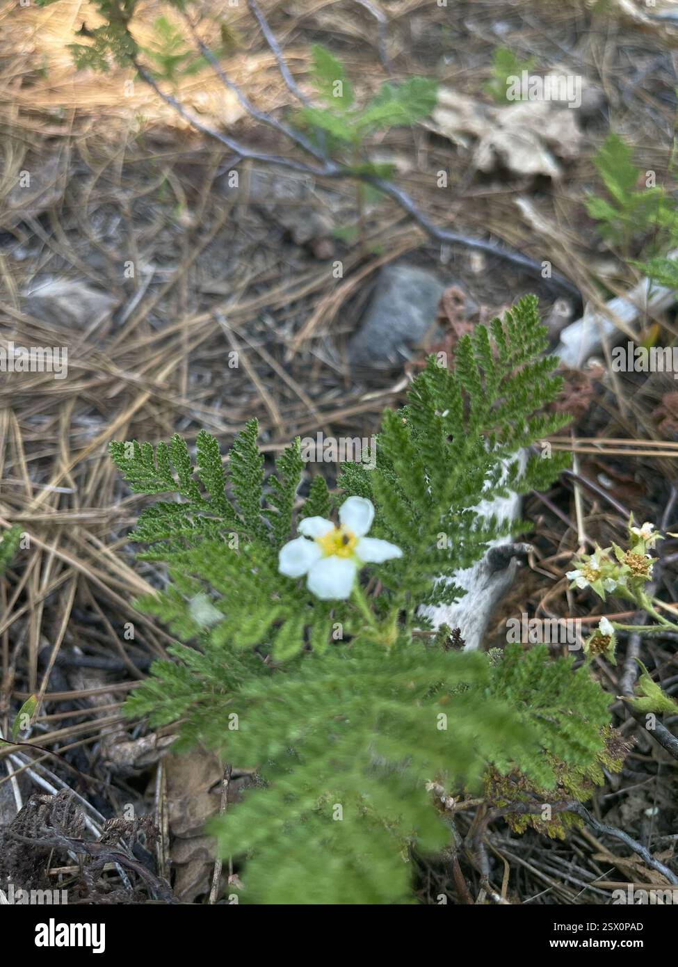 Mountain Misery (Chamaebatia foliolosa), Plantae, Calaveras Big Trees ...