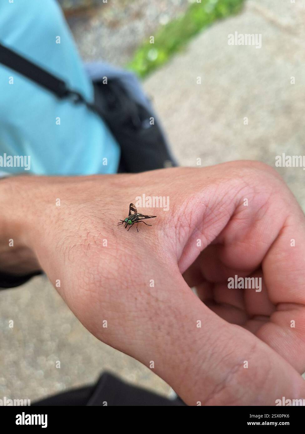 Twin-lobed Deer Fly (Chrysops relictus), Insecta, Ørestad Syd, Kastrup ...