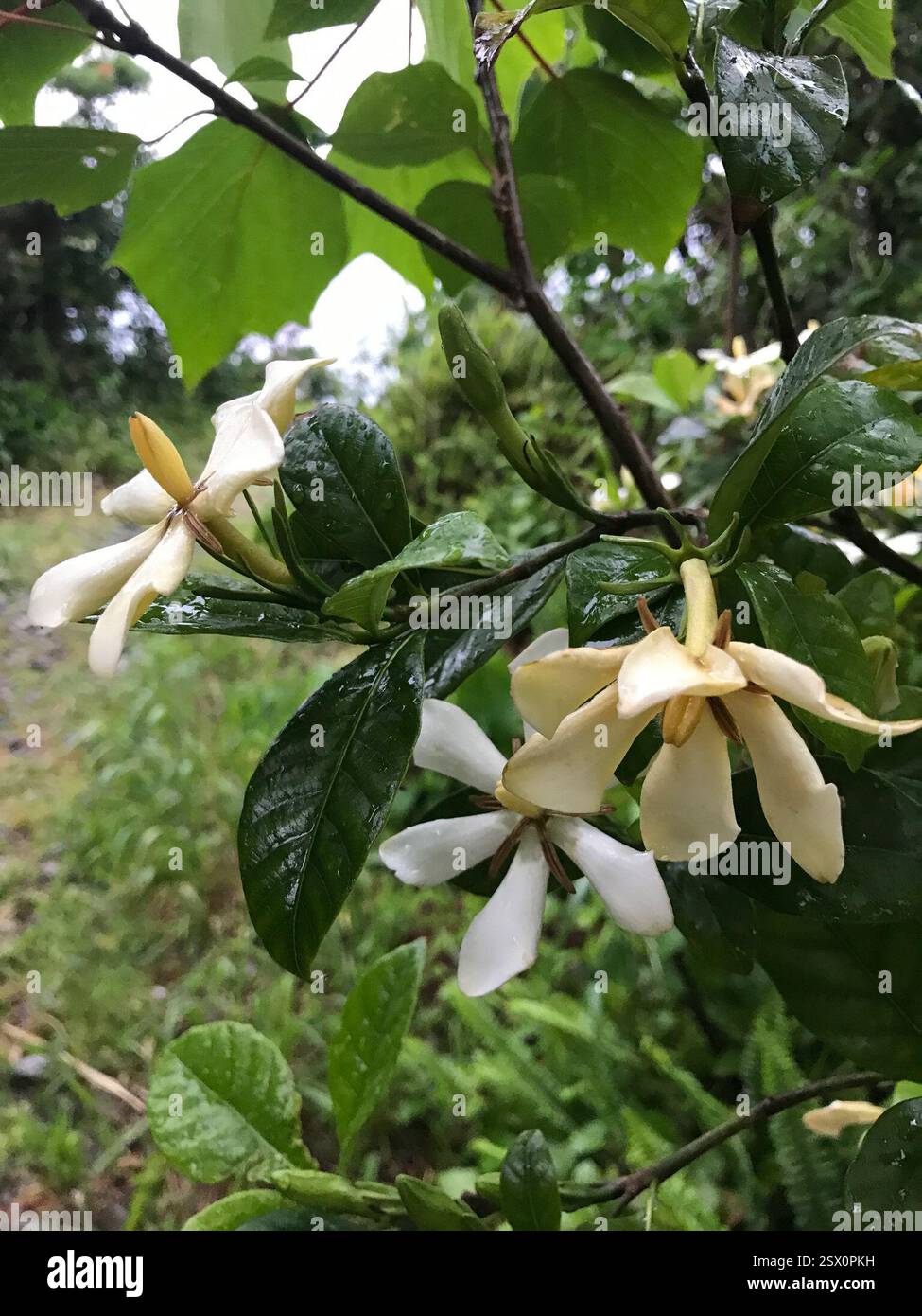 common gardenia (Gardenia jasminoides), Plantae, Kamikoshikicho Segami, Satsumasendai, Kagoshima ...