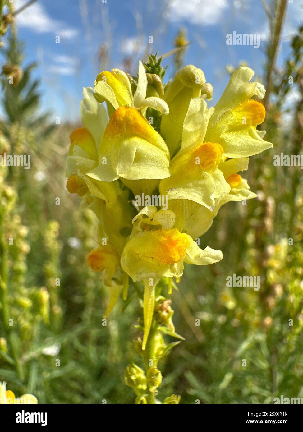 common toadflax (Linaria vulgaris), Plantae, W Freiburg Dr, Littleton ...