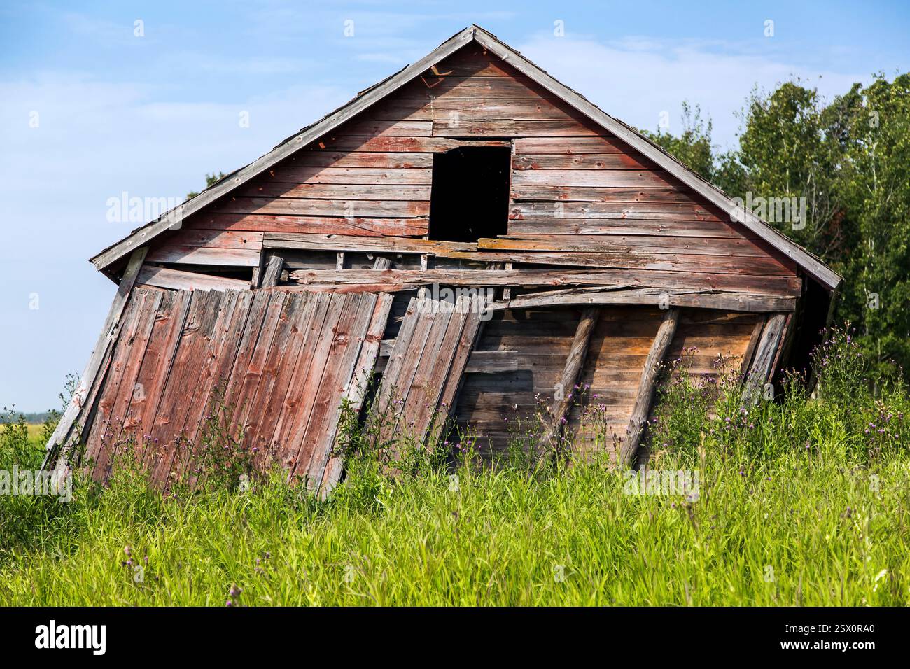 Barn with a broken roof and a window. The barn is in a field. The roof is leaning to the side ...