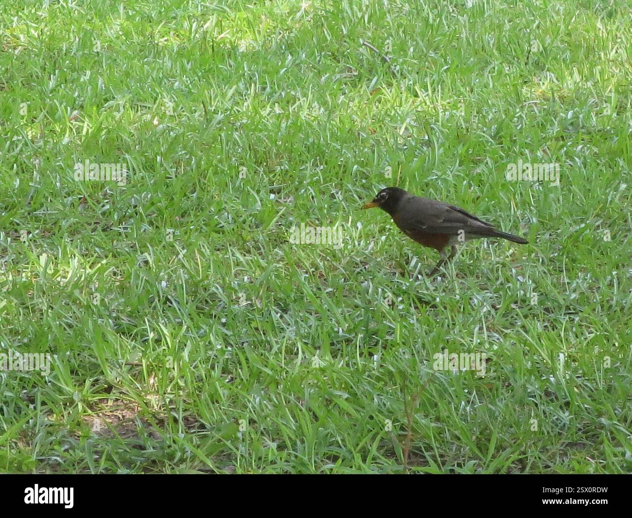 American Robin (Turdus migratorius), Aves, Windsor Forest, Savannah, GA ...