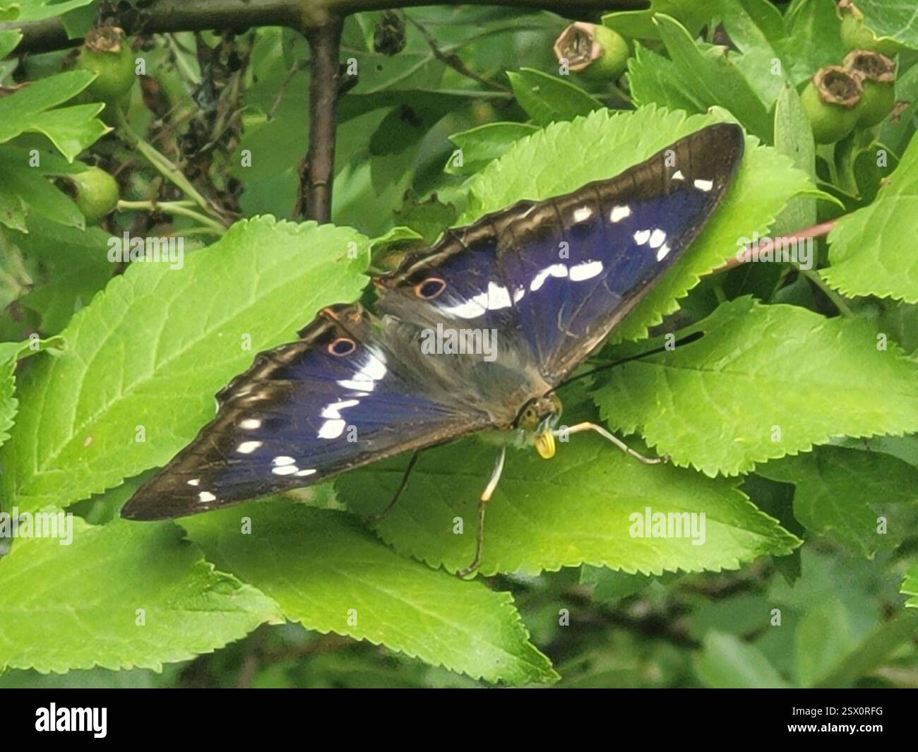 Purple Emperor (Apatura iris), Insecta, Birkerød, 3460 Birkerød ...
