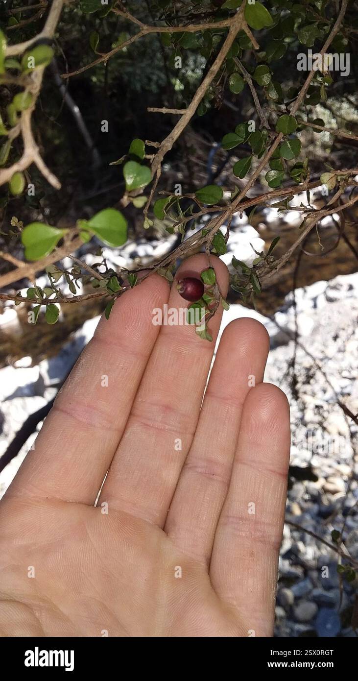 New Zealand Myrtle (Lophomyrtus obcordata), Plantae, Maitai, Nelson ...