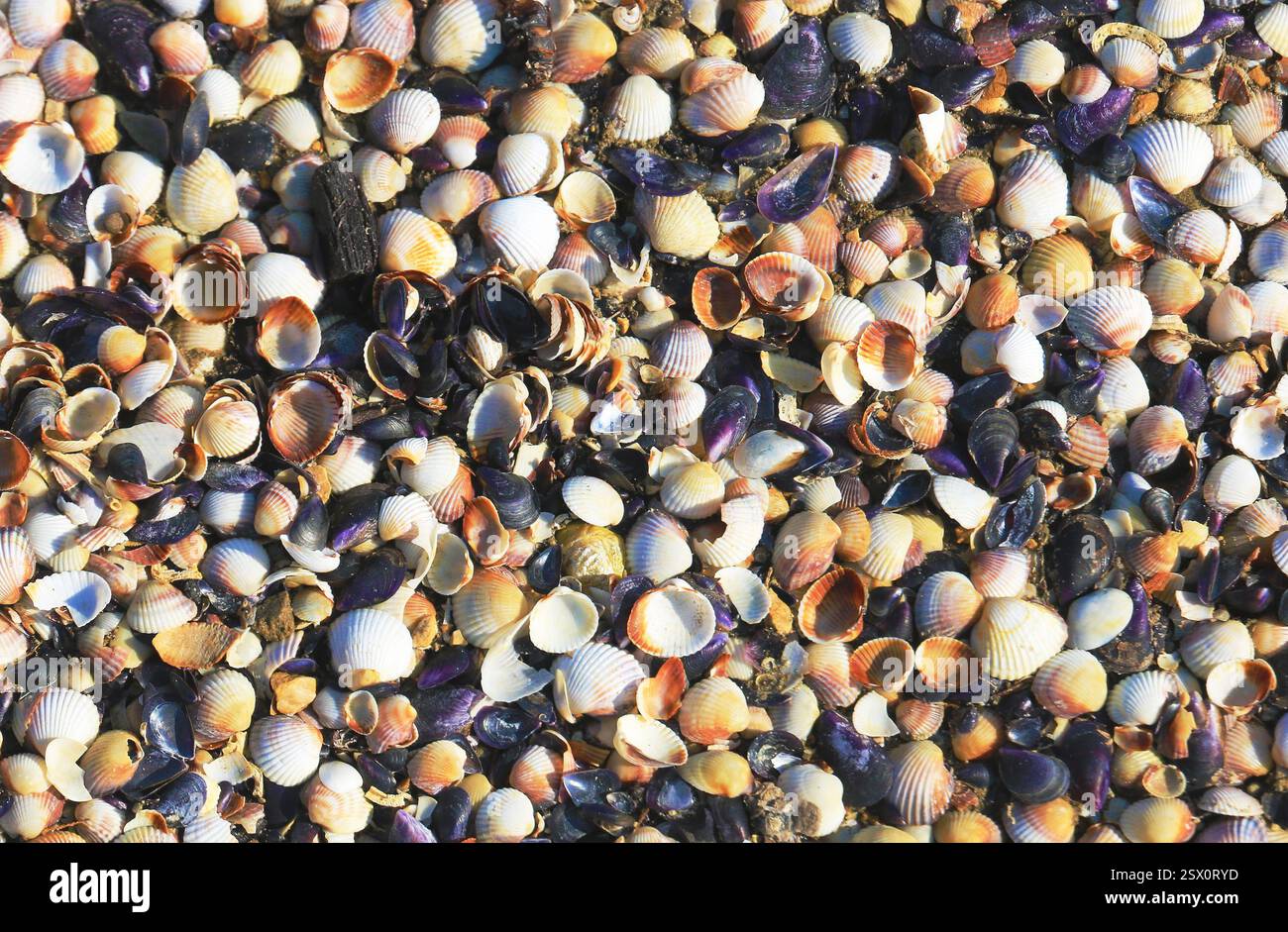 Plain background of small shells at the edge of a pond Stock Photo - Alamy