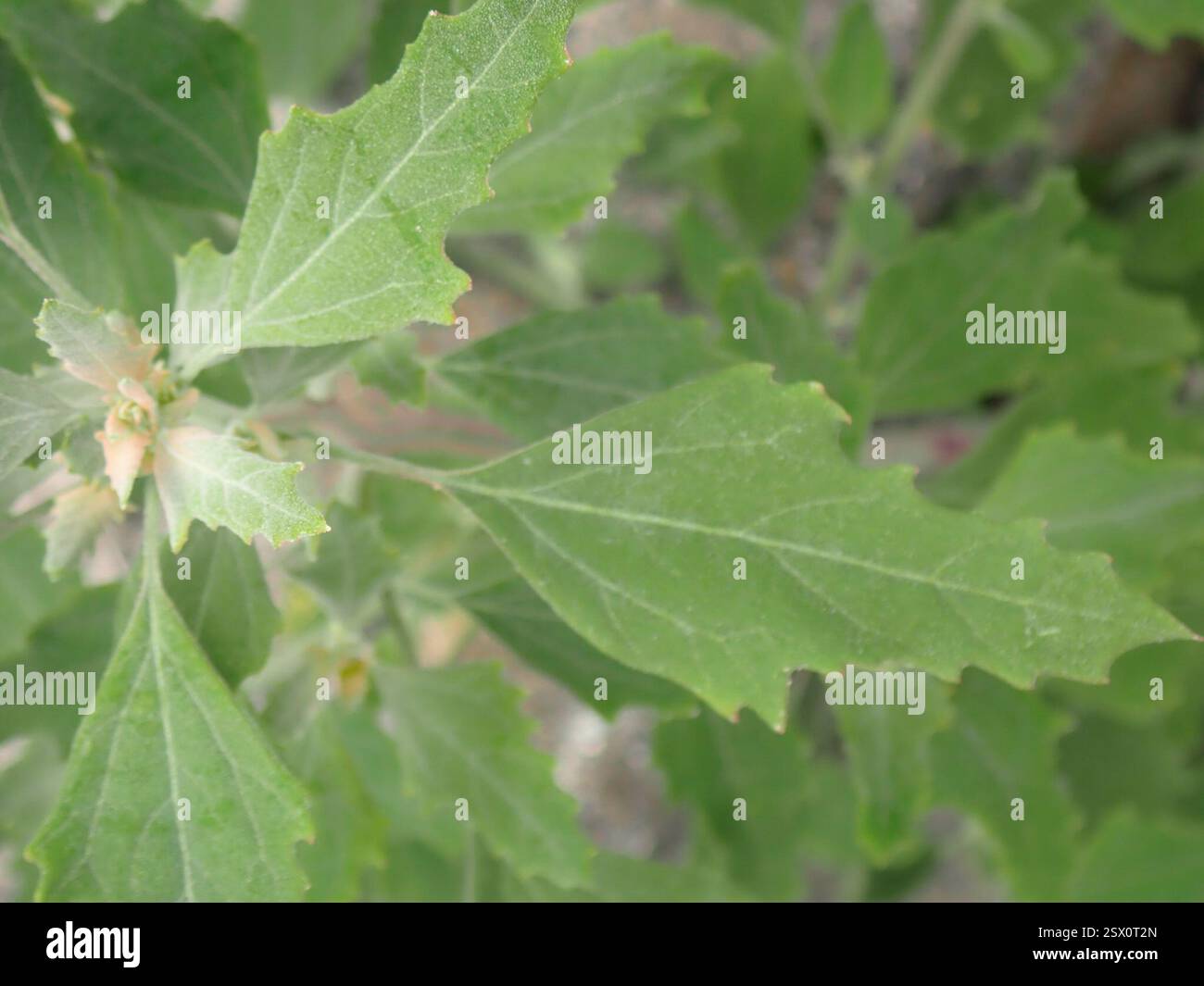 groundsel tree (Baccharis halimifolia), Plantae, 64600 Anglet, France ...