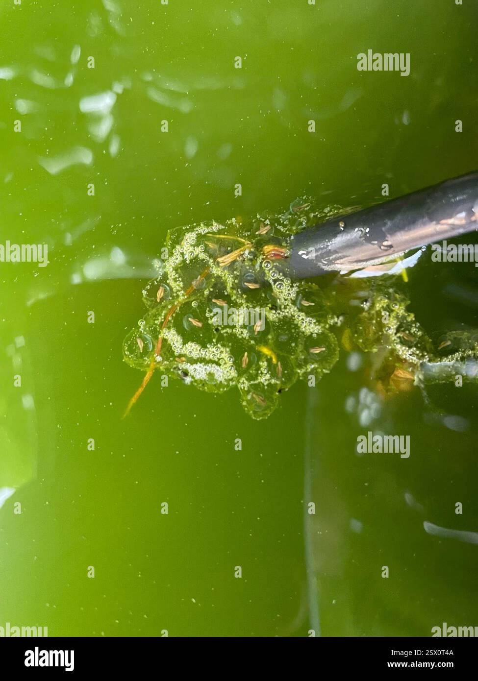 Frogs and Toads (Anura), Amphibia, W Arrowhead St, Fayetteville, AR, US ...