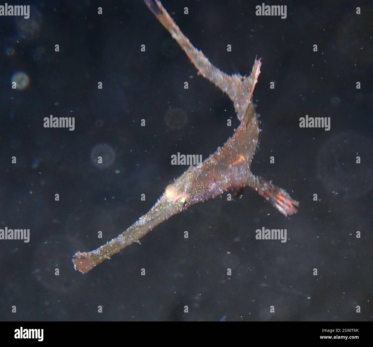 Thin Ghost Pipefish (Solenostomus leptosoma), Actinopterygii, Dibab ...