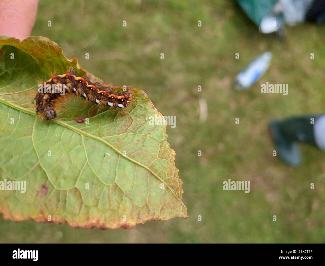 Knot Grass Moth (Acronicta rumicis), Insecta, Crossways Farm, Dorking ...