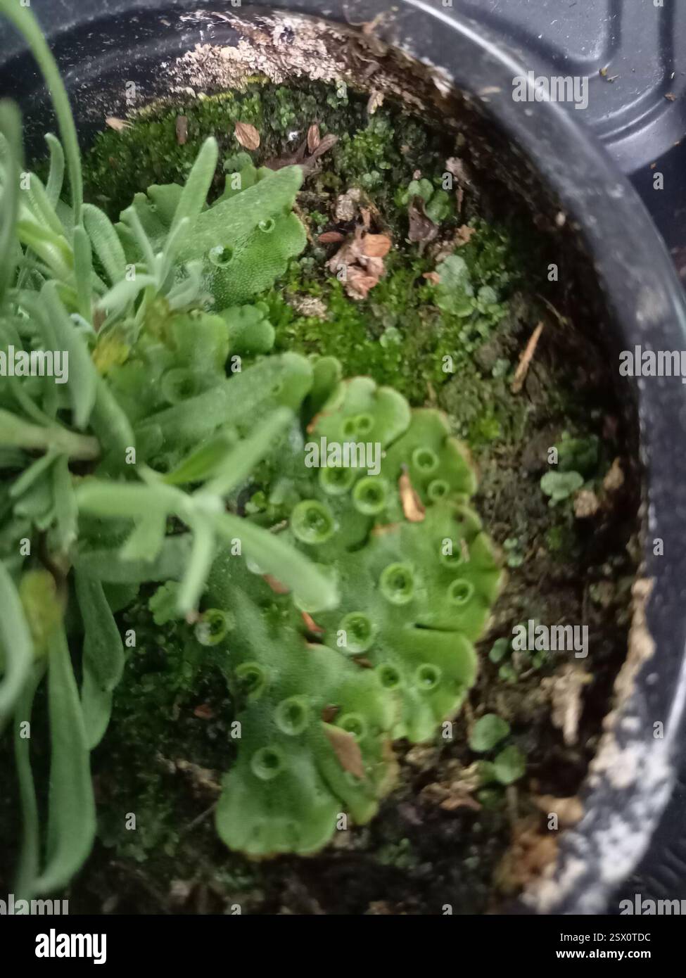 Common Liverwort (Marchantia polymorpha), Plantae, Manor Farm Business ...