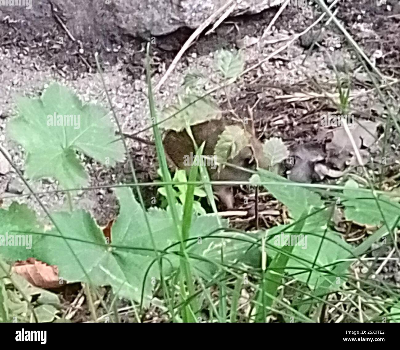 Murines (Murinae), Mammalia, 58-260 Ostroszowice, Poland Stock Photo ...