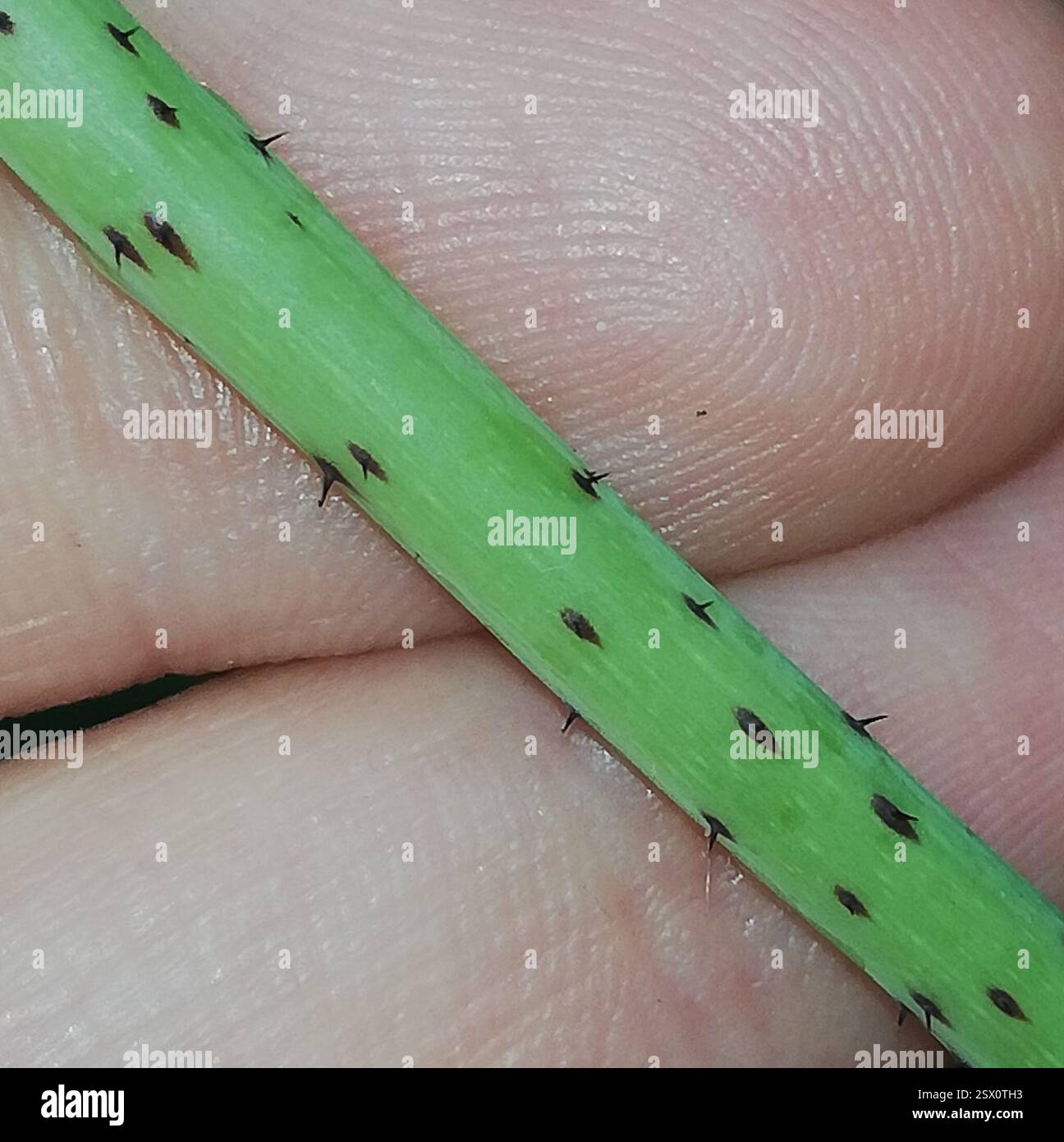 brambles (Rubus), Plantae, Ballenstedt, Germany, Upright, more than ...