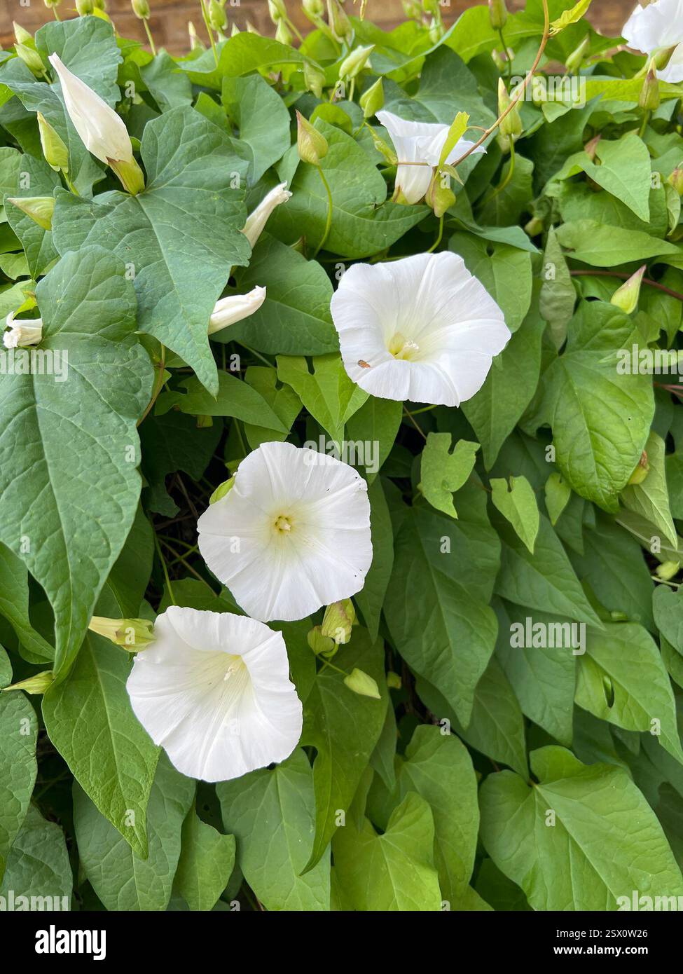 large bindweed (Calystegia silvatica), Plantae, The Chase, Rayleigh, England, GB Stock Photo - Alamy