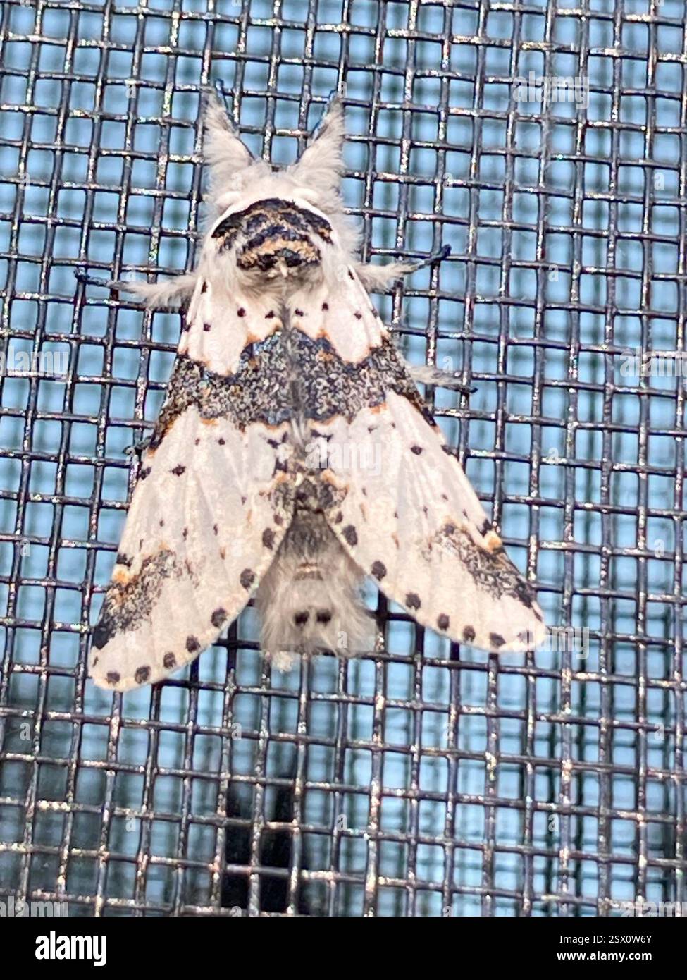 White Furcula Moth (Furcula borealis), Insecta, Webbs Mills Rd, Raymond ...