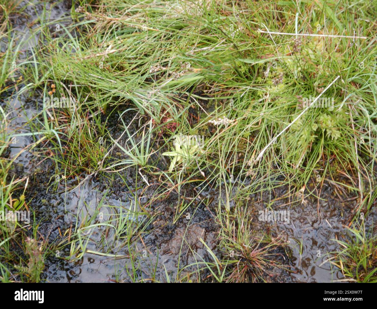 heath rush (Juncus squarrosus), Plantae, Angus Council, UK Stock Photo ...