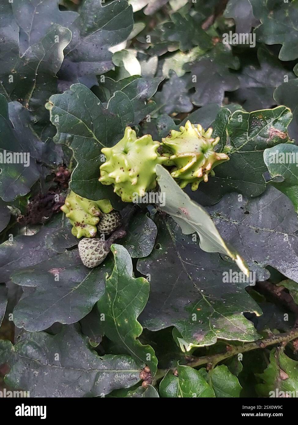 Knopper Gall Wasp (Andricus quercuscalicis), Insecta, Emersons Green ...