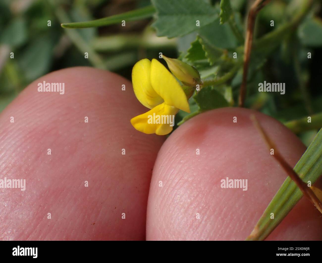 shore medick (Medicago littoralis), Plantae, 64210 Bidart, France ...