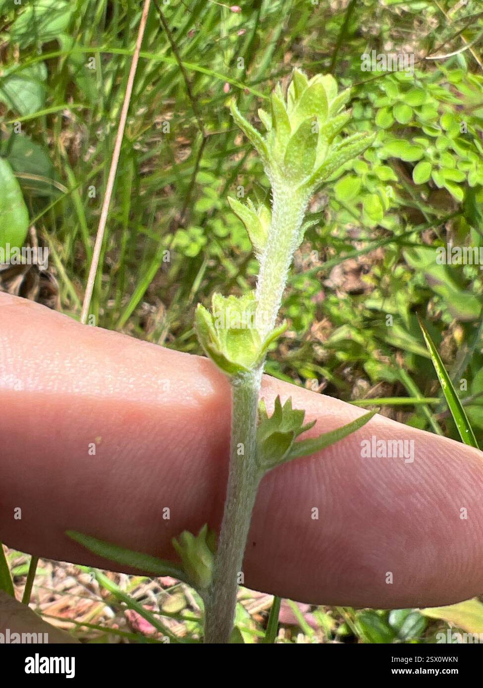 devil's bite (Liatris scariosa), Plantae, Clay County, US-NC, US Stock ...