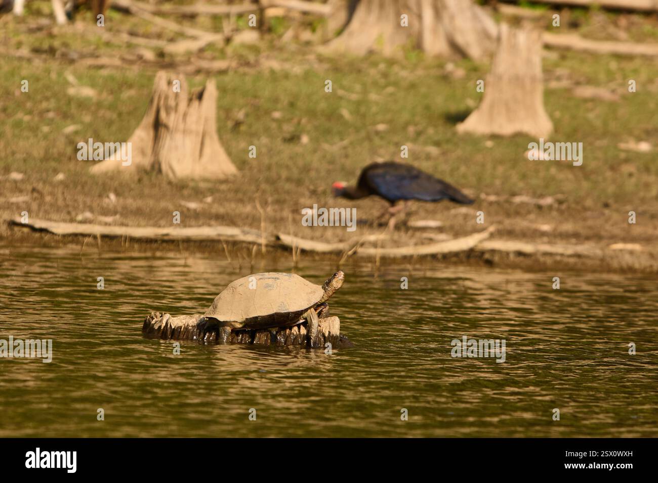 Indian softshell turtle Stock Photo - Alamy