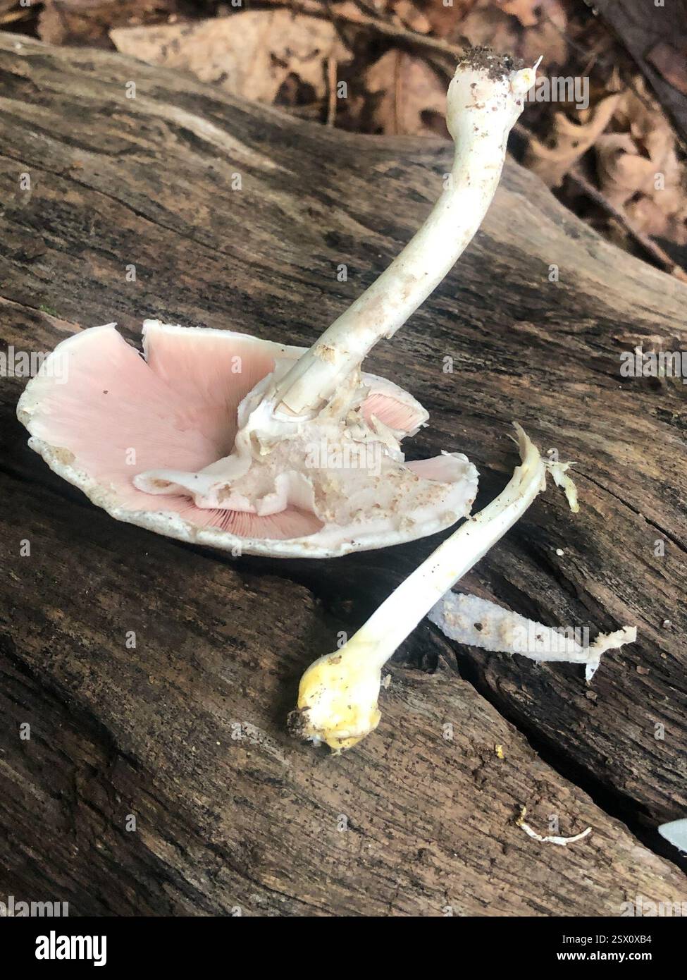 field and button mushrooms (Agaricus), Fungi, Maryland, US, Phenolic ...