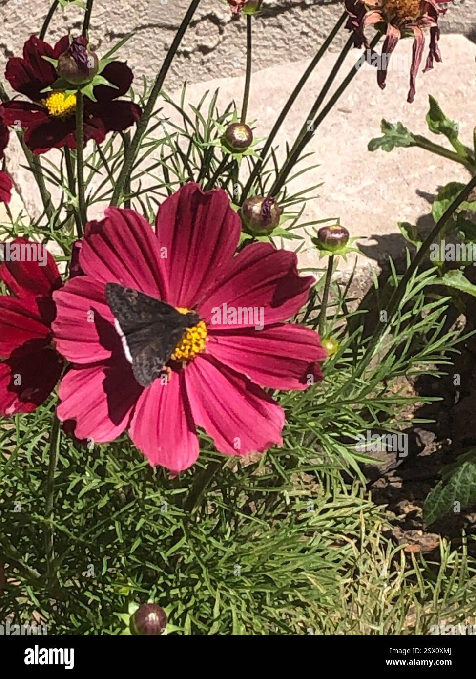 Funereal Duskywing (Erynnis funeralis), Insecta, Encinitas, CA, USA ...
