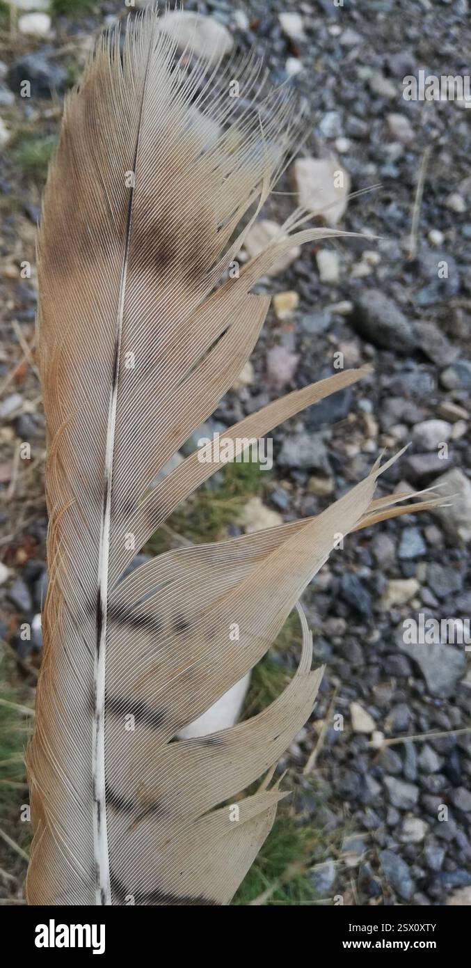 Red Kite (Milvus milvus), Aves, Ballenstedt, Germany, Color of ginger ...