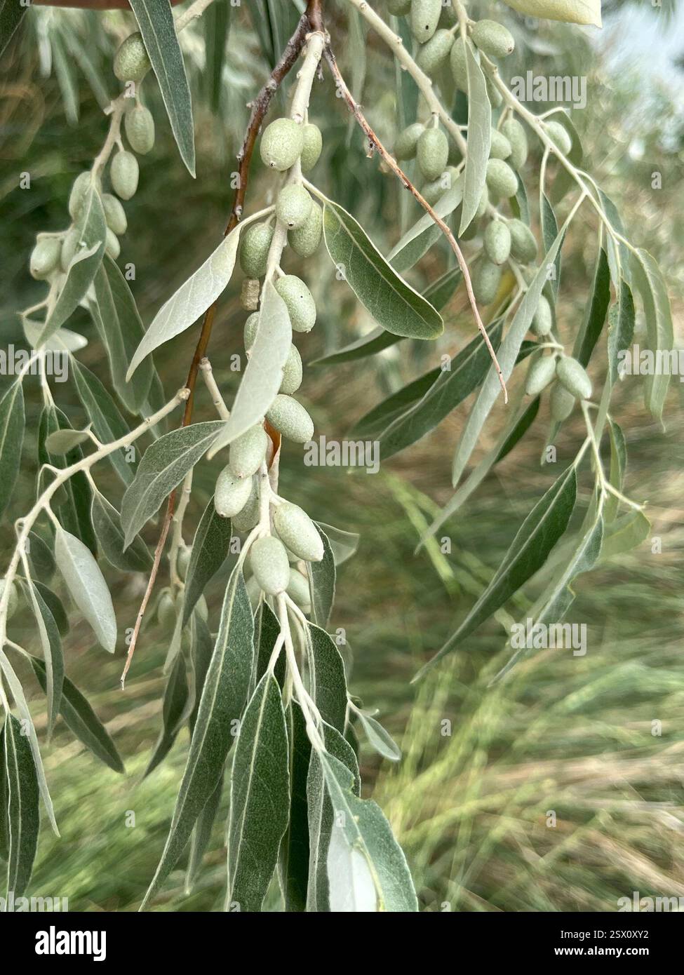 Russian olive (Elaeagnus angustifolia), Plantae, Owyhee County, ID, USA ...