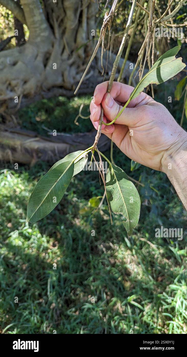 Port Jackson fig (Ficus rubiginosa), Plantae, Cedar Grove QLD 4285 ...