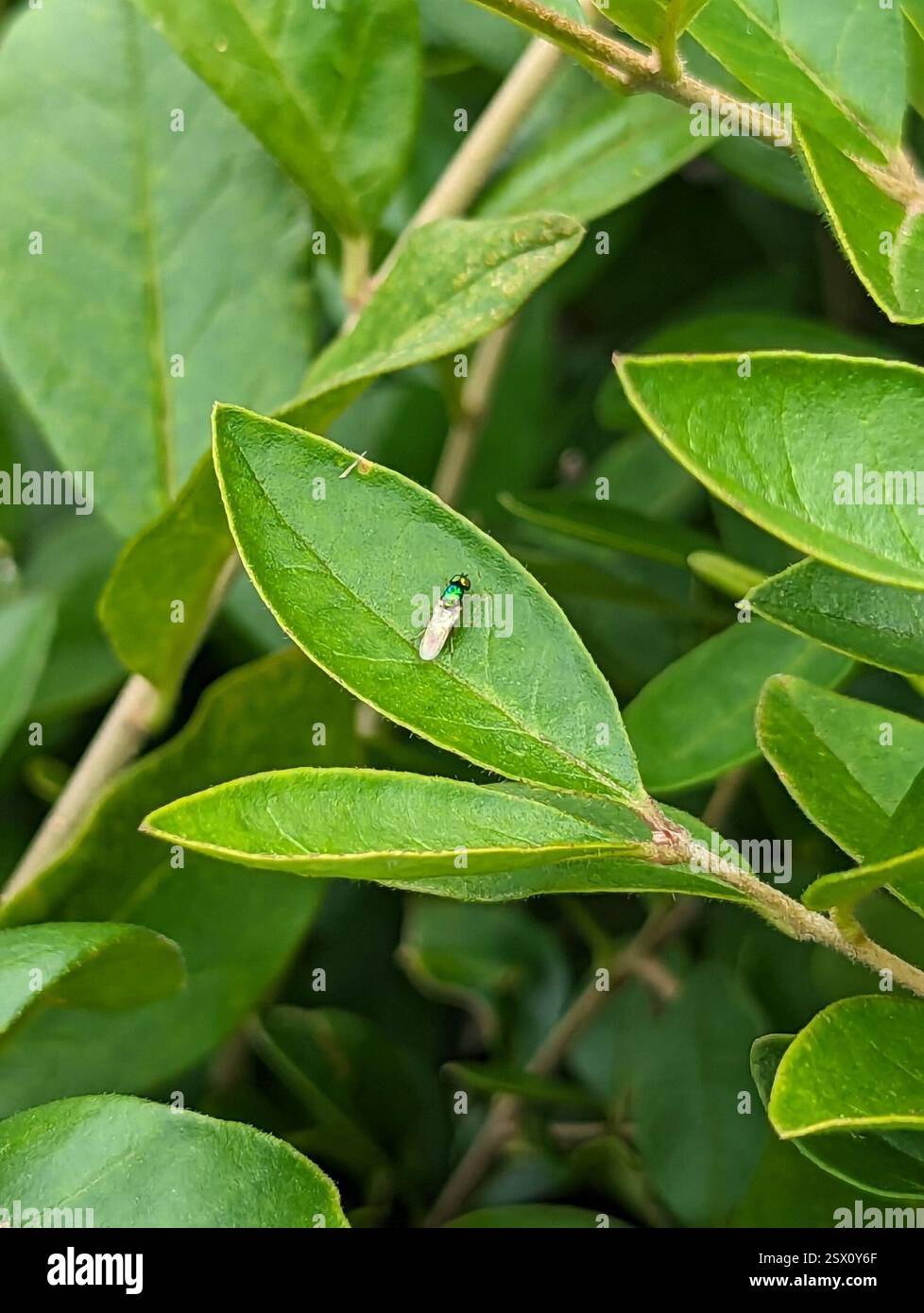 Black-horned Gem Fly (Microchrysa polita), Insecta, Ithaca, NY, USA ...