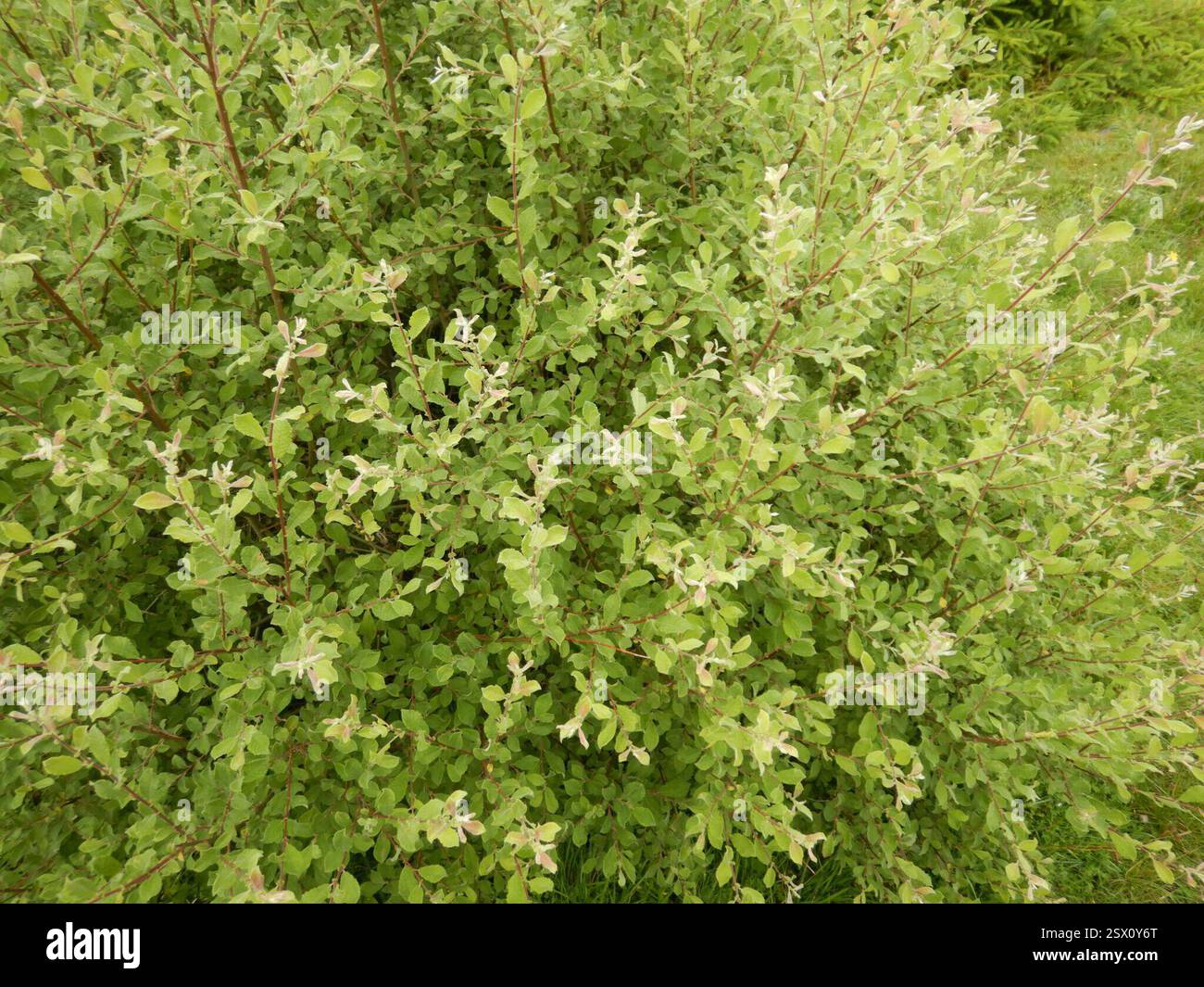 Eared Willow (Salix aurita), Plantae, Angus Council, UK Stock Photo - Alamy