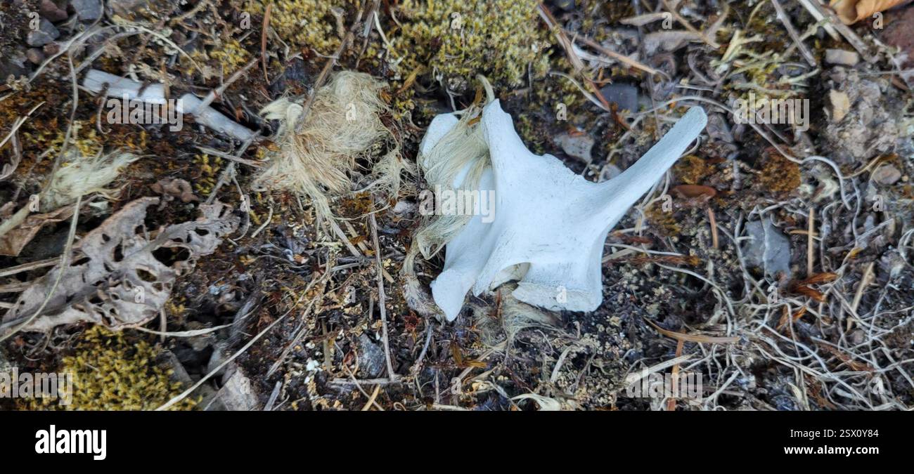 North American Mountain Lion (Puma concolor couguar), Mammalia, Youbou ...