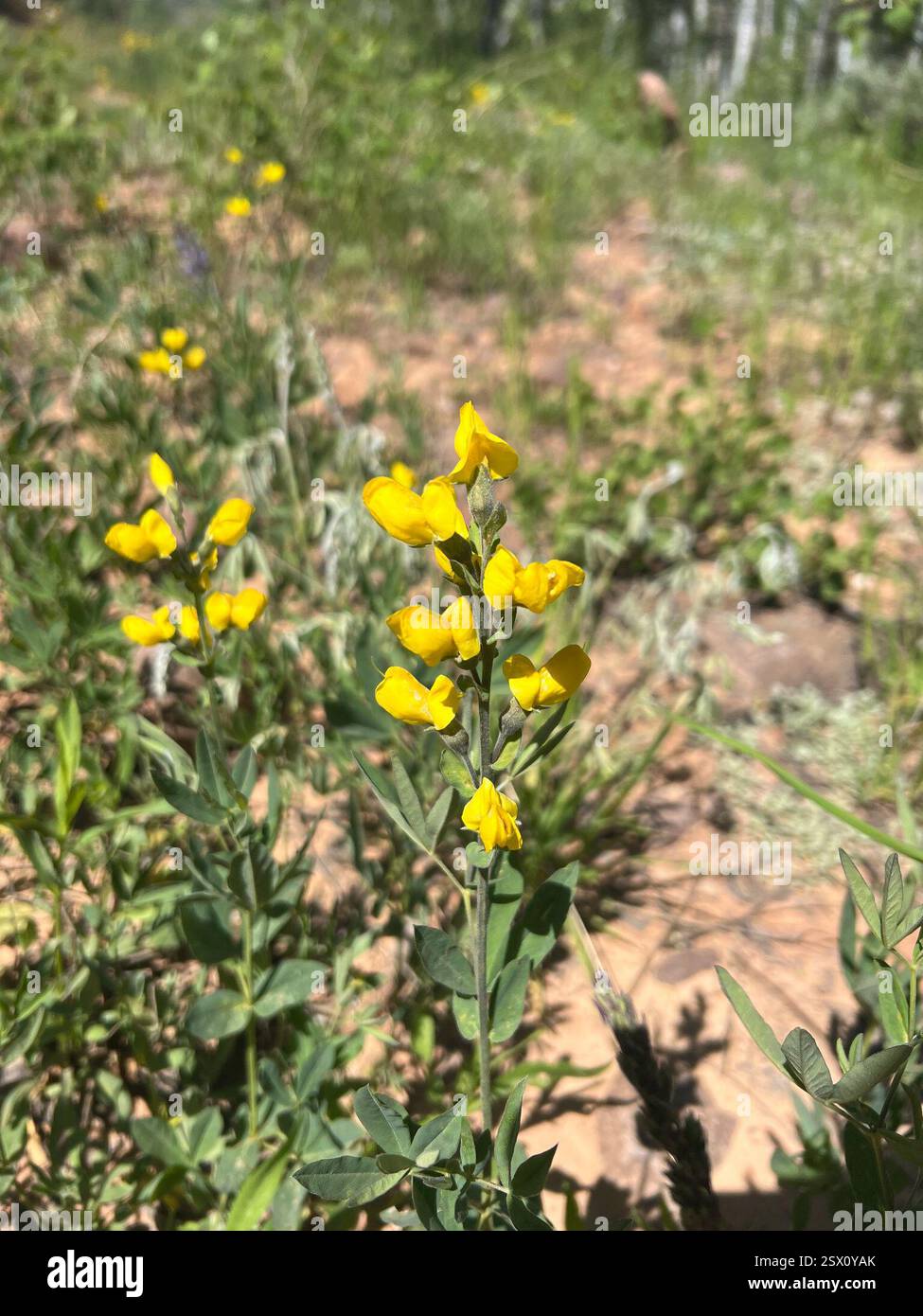 Goldenbanners (Thermopsis), Plantae, Ashley National Forest, Tabiona ...