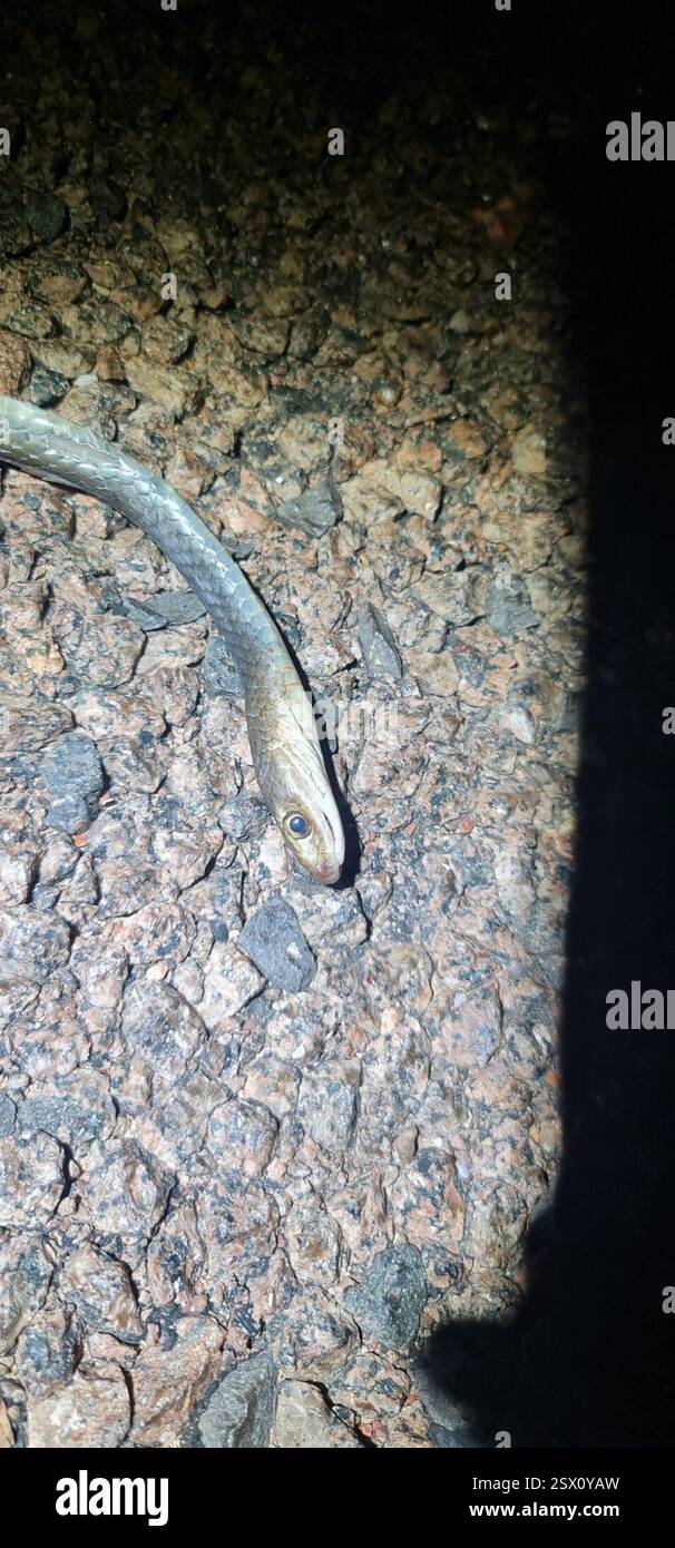 Greater Black Whipsnake (Demansia papuensis), Reptilia, Robin Falls NT ...