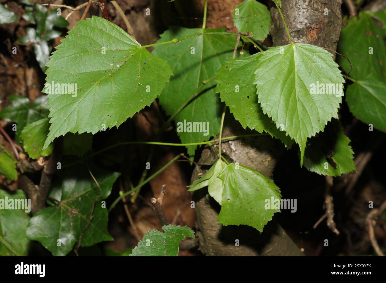 Common Lime (Tilia × europaea), Plantae, Hale Park, High Street, Hale ...
