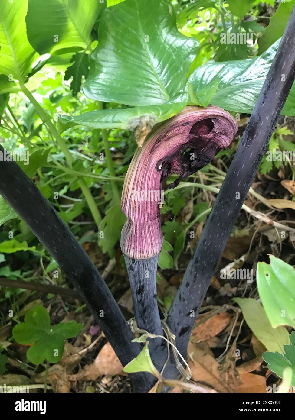 Japanese cobra lily (Arisaema ringens), Plantae, Kashimacho Imuta ...