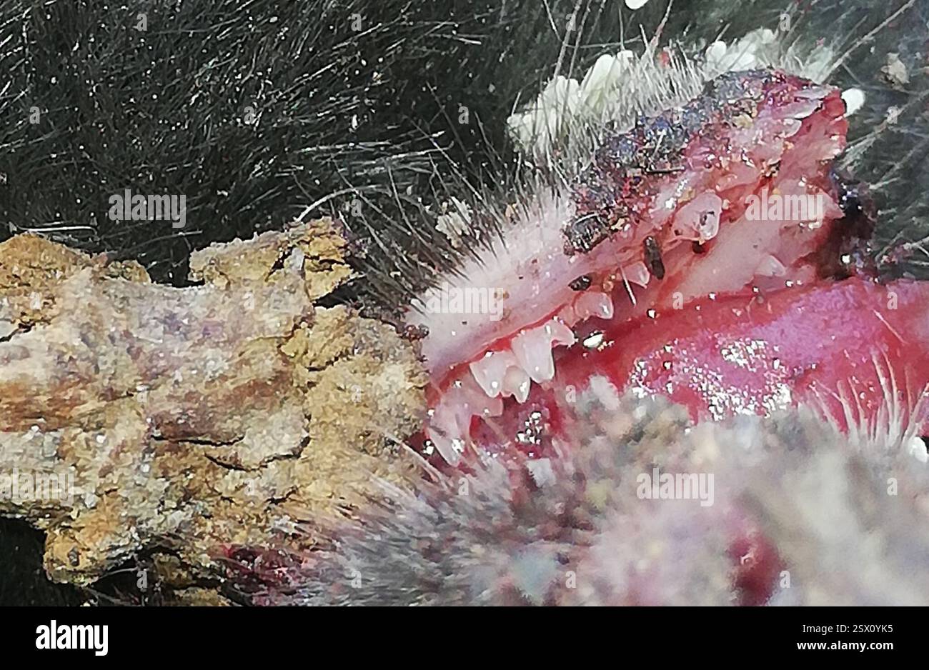 Talpa europaea skull hi-res stock photography and images - Alamy