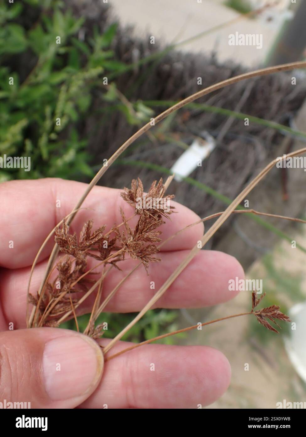 Sweet Galingale (Cyperus longus), Plantae, 64210 Bidart, France, Plage ...