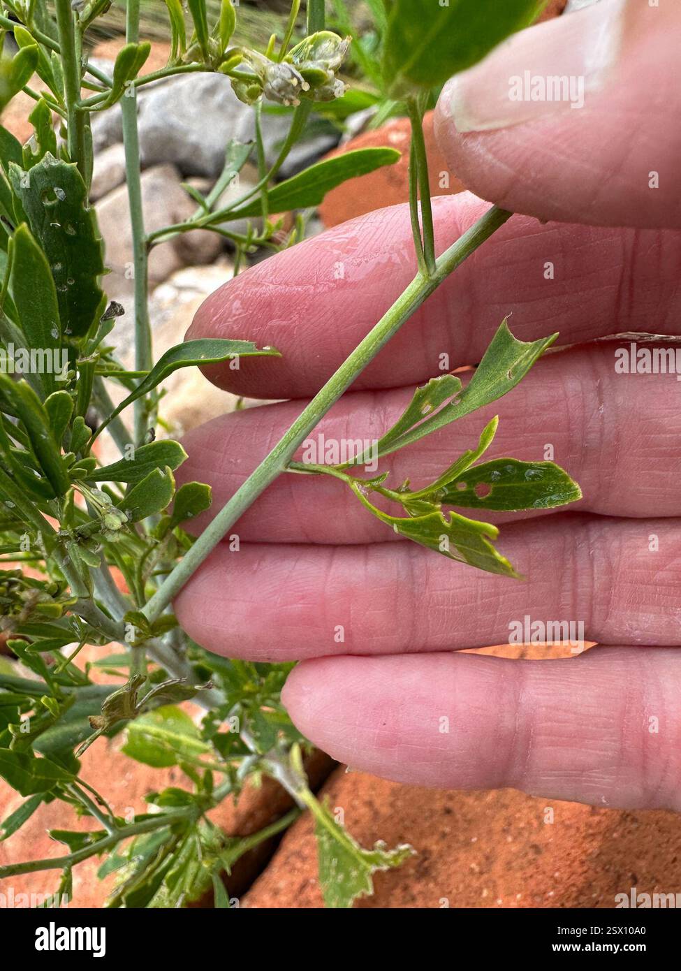 broadleaved pepperweed (Lepidium latifolium), Plantae, Rumney Community ...