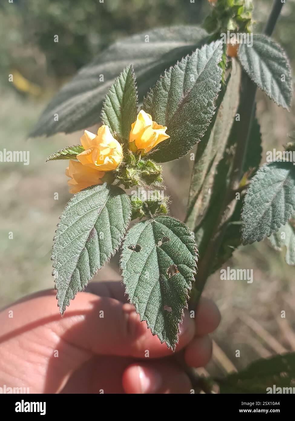 Mallow and Hibiscus Family (Malvaceae), Plantae, 08145, Perú Stock ...