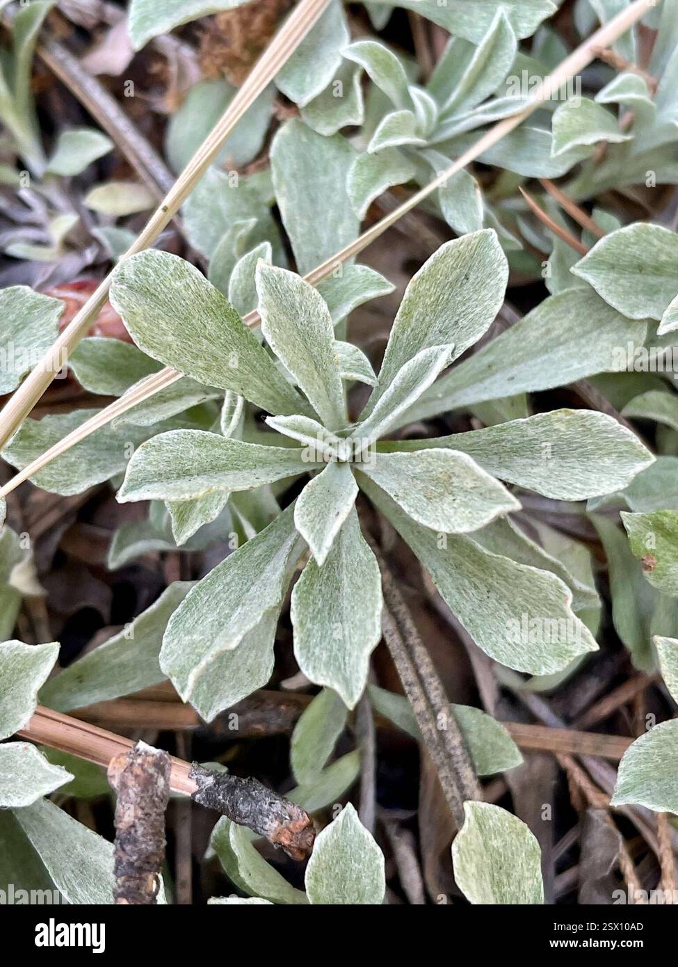 small-leaf pussytoes (Antennaria parvifolia), Plantae, Bandelier ...