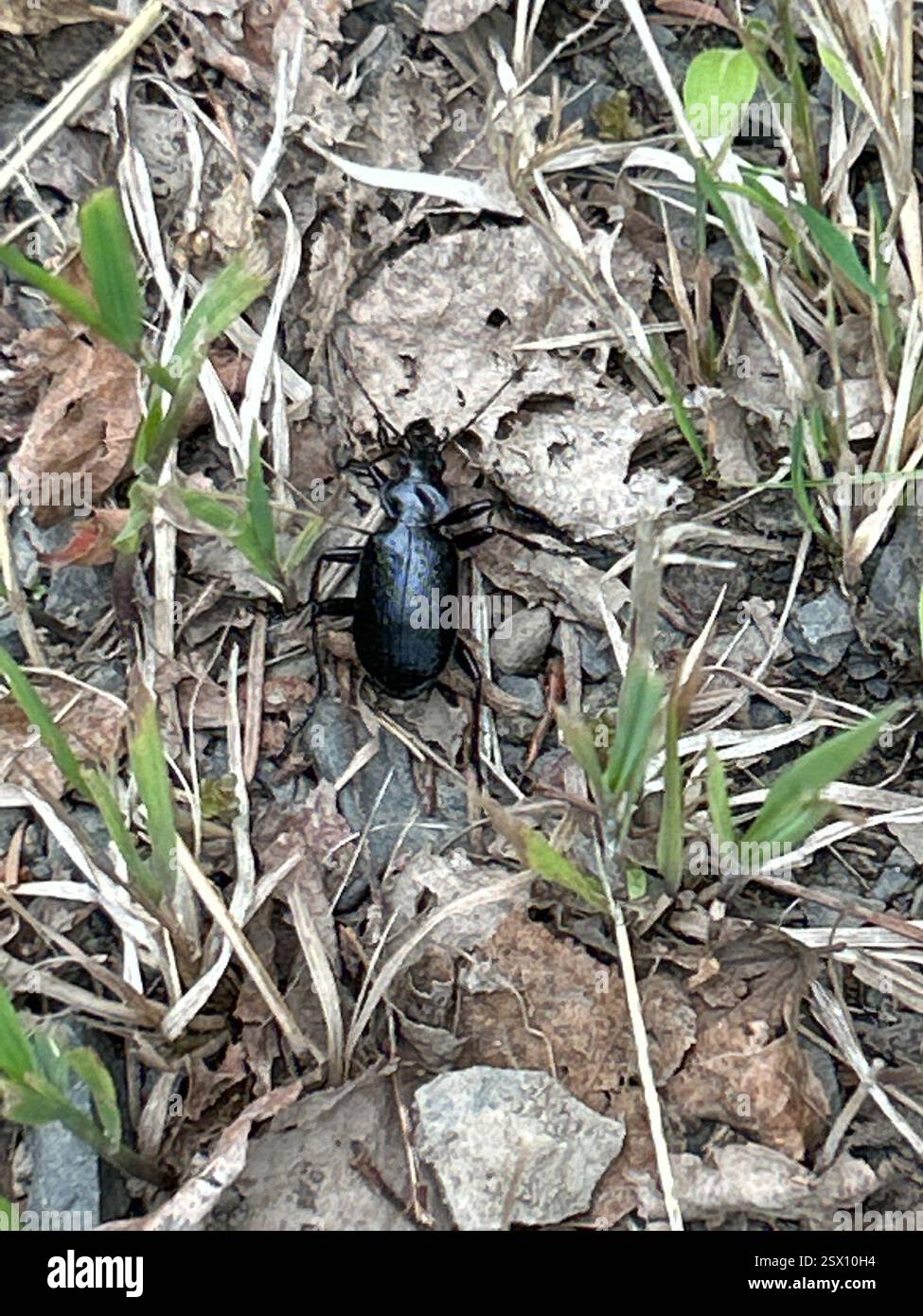 Cold-country Caterpillar Hunter (Calosoma frigidum), Insecta, Little ...