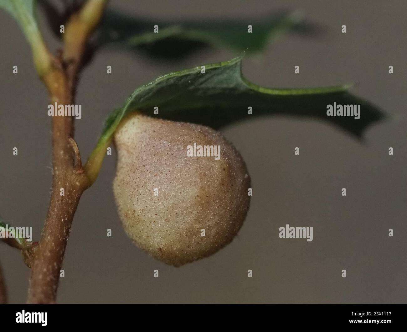 Pear Gall Wasp (Cynips maculosus), Insecta, Forest Ranch, CA 95942, USA ...