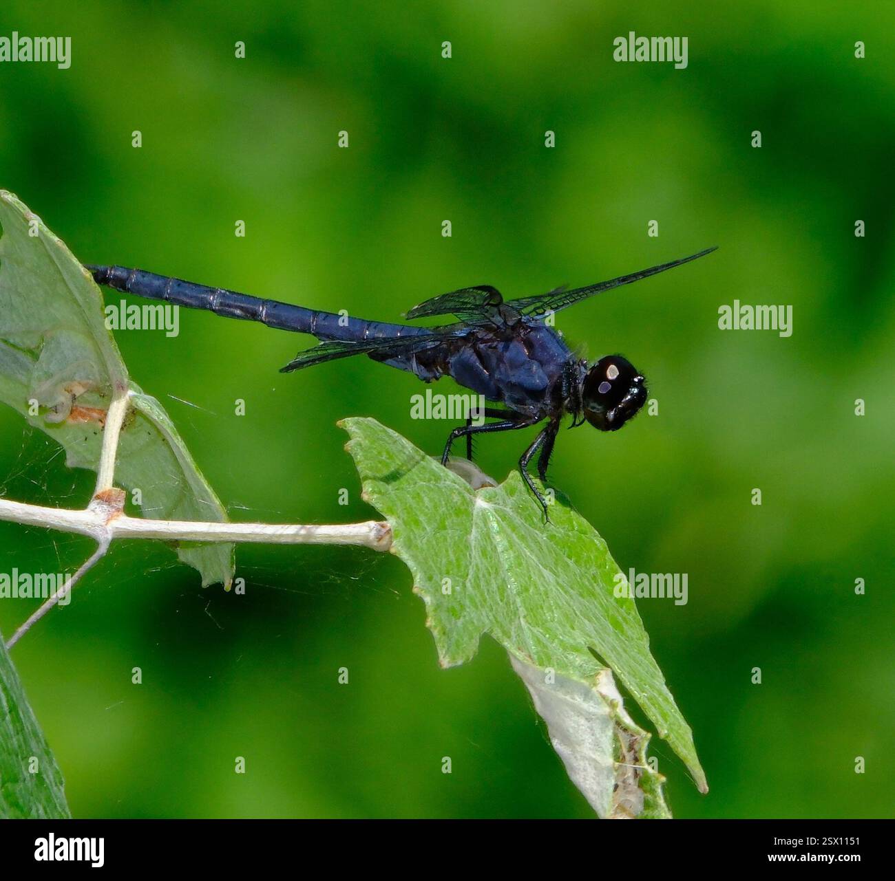 Slaty Skimmer (Libellula incesta), Insecta, Robinson Ranch, Austin, TX ...
