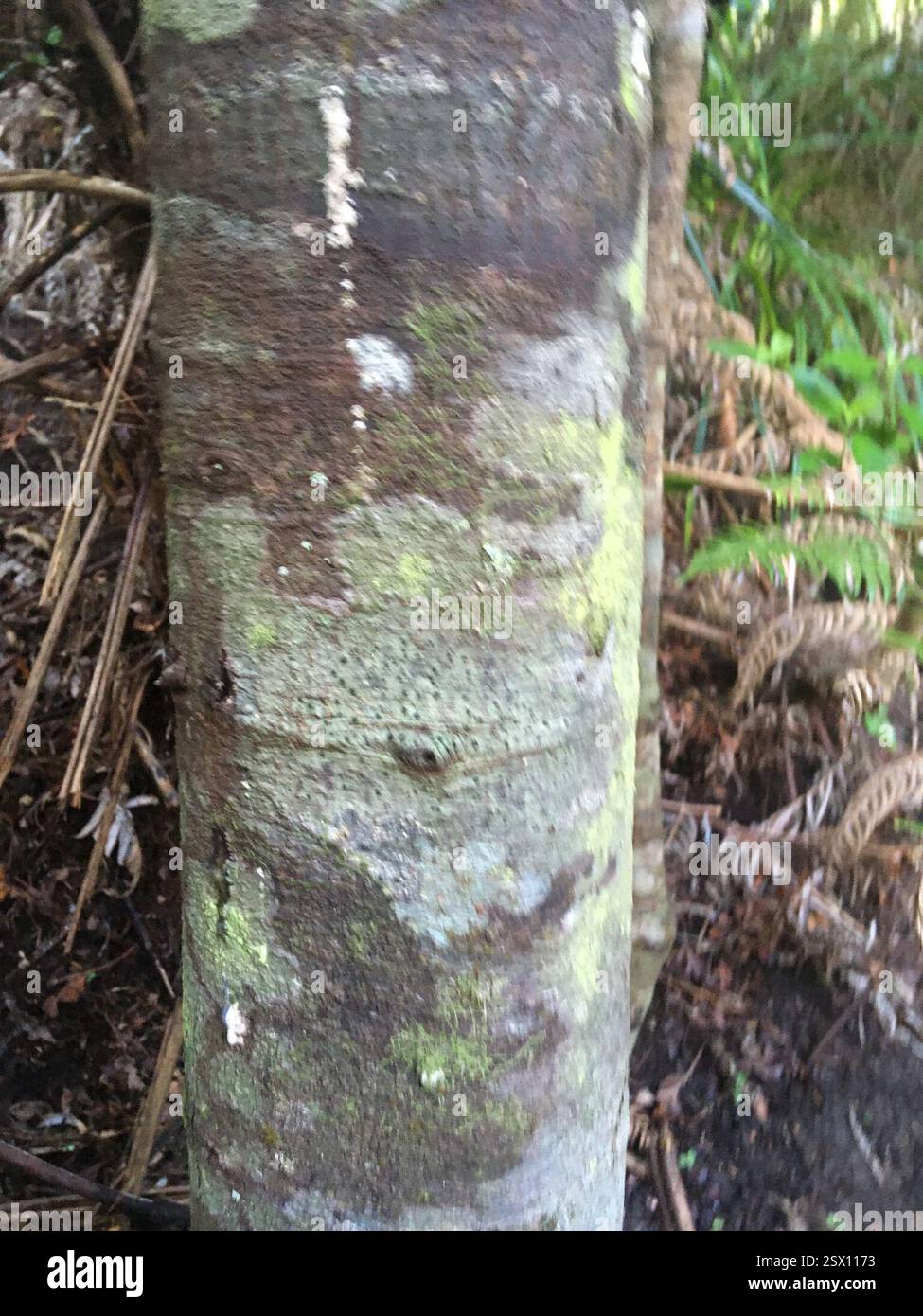 celery pine (Phyllocladus trichomanoides), Plantae, Kauri Park ...