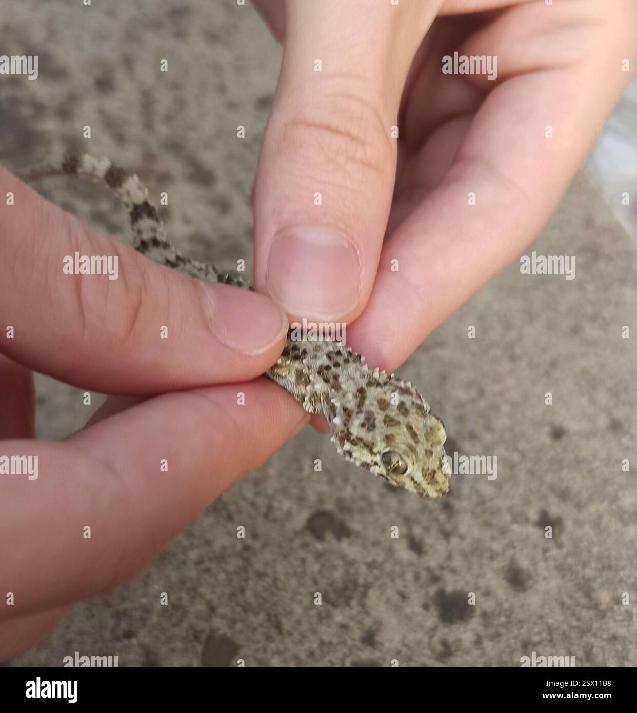 Caspian Bent-toed Gecko (Tenuidactylus caspius), Reptilia, Masalli ...